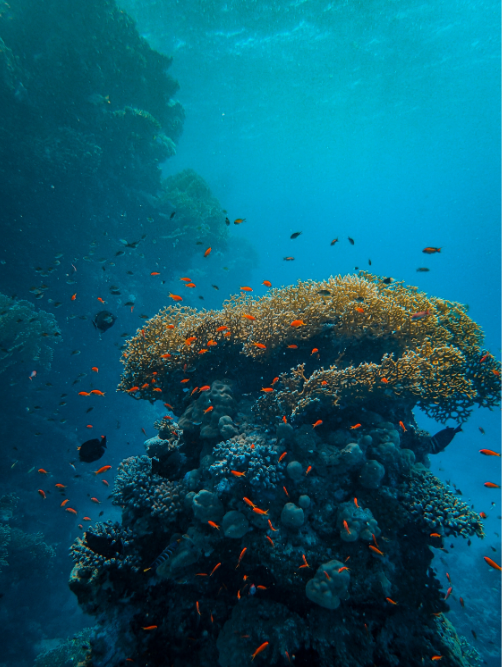 Underwater Beauty in the Maldives